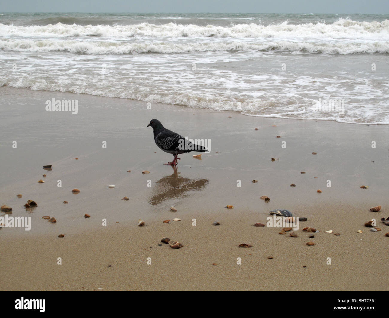 Pigeon on beach Stock Photo - Alamy