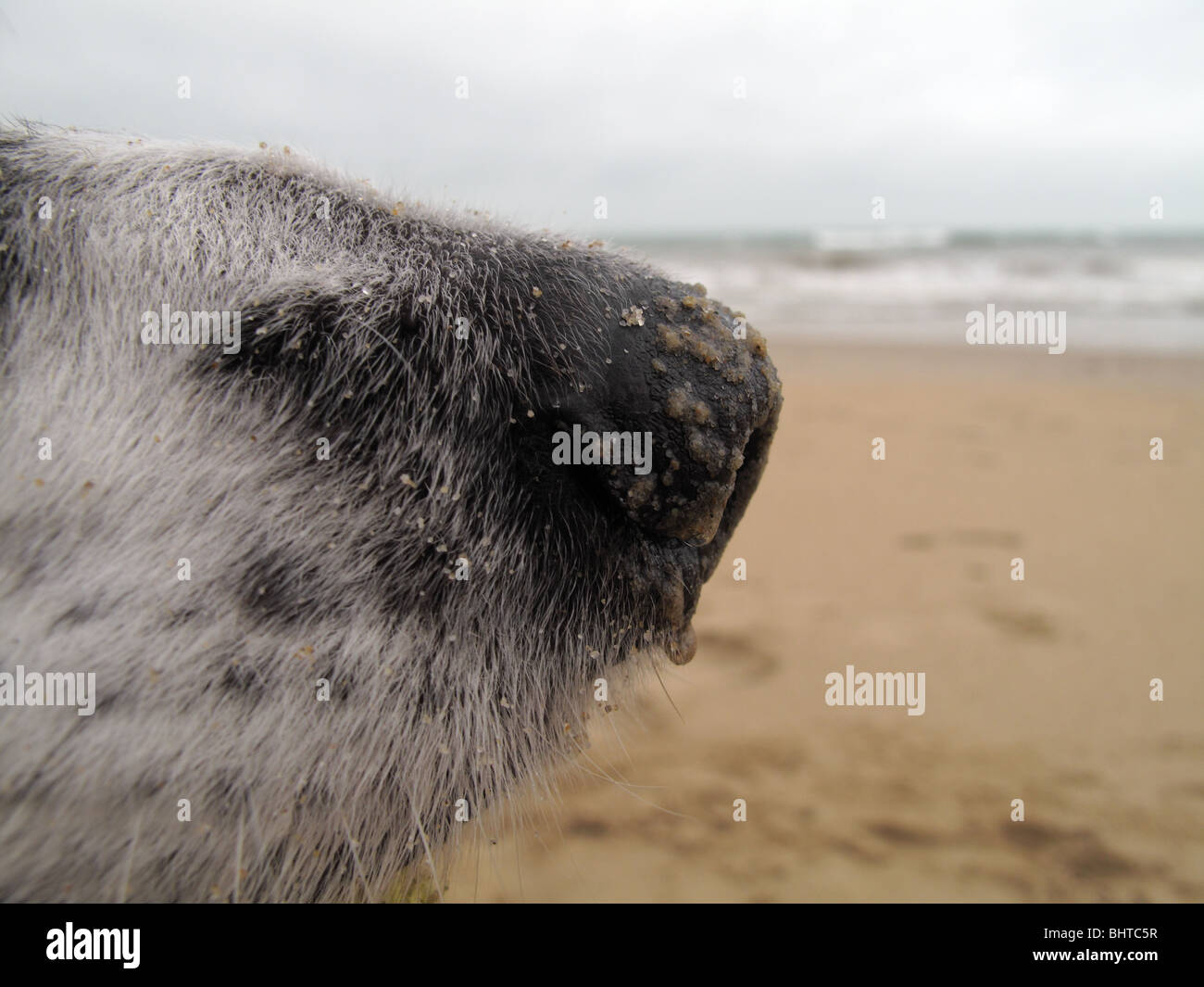Sandy collie nose Stock Photo - Alamy
