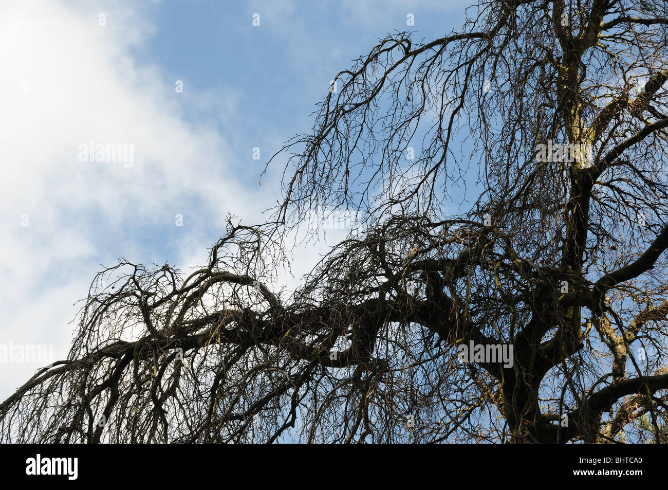 Weeping beech tree hi-res stock photography and images - Alamy