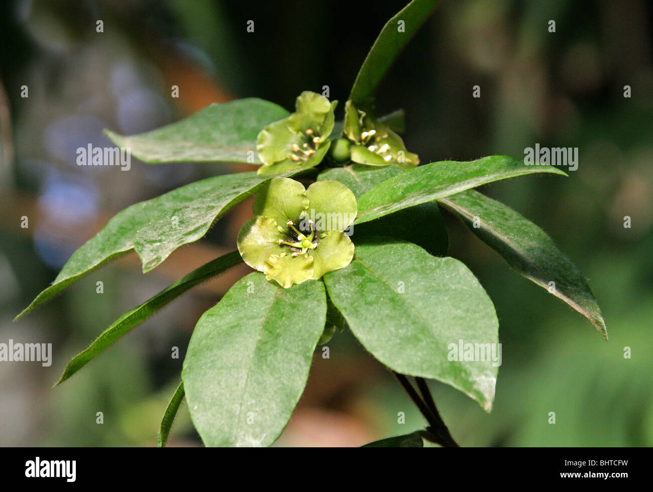 Flower of Death, Emerald Flower, Deherainia smaragdina, Theophrastaceae ...