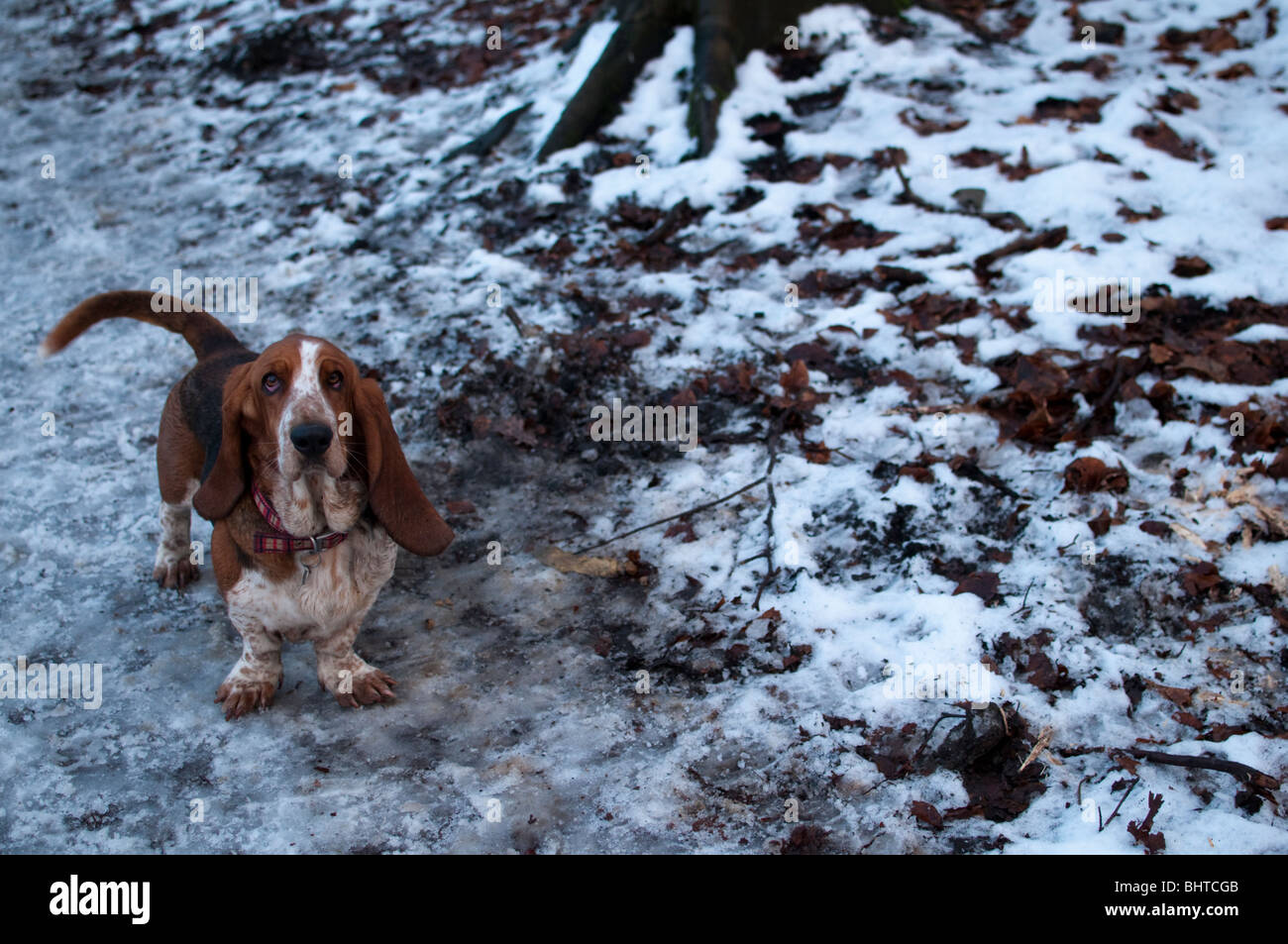 Bassett hound enjoying the snow looking upwards Chesterfield Derbyshire ...