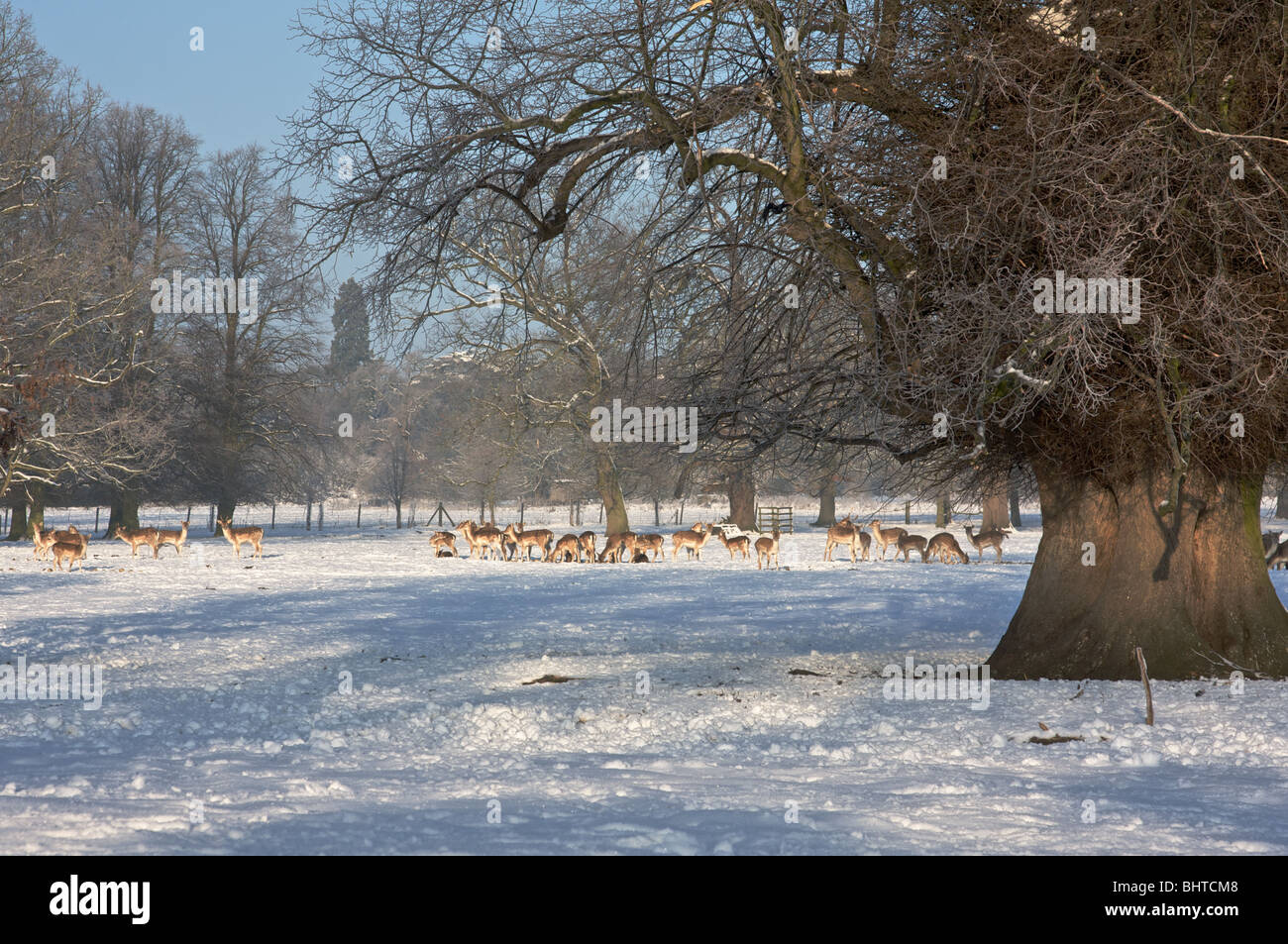 A group of deer in the snow amongst trees in a park with clear sky and ...
