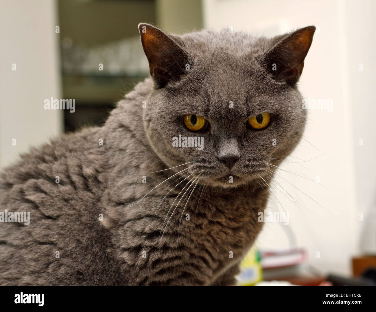 Elderly British Blue Shorthaired cat Stock Photo - Alamy