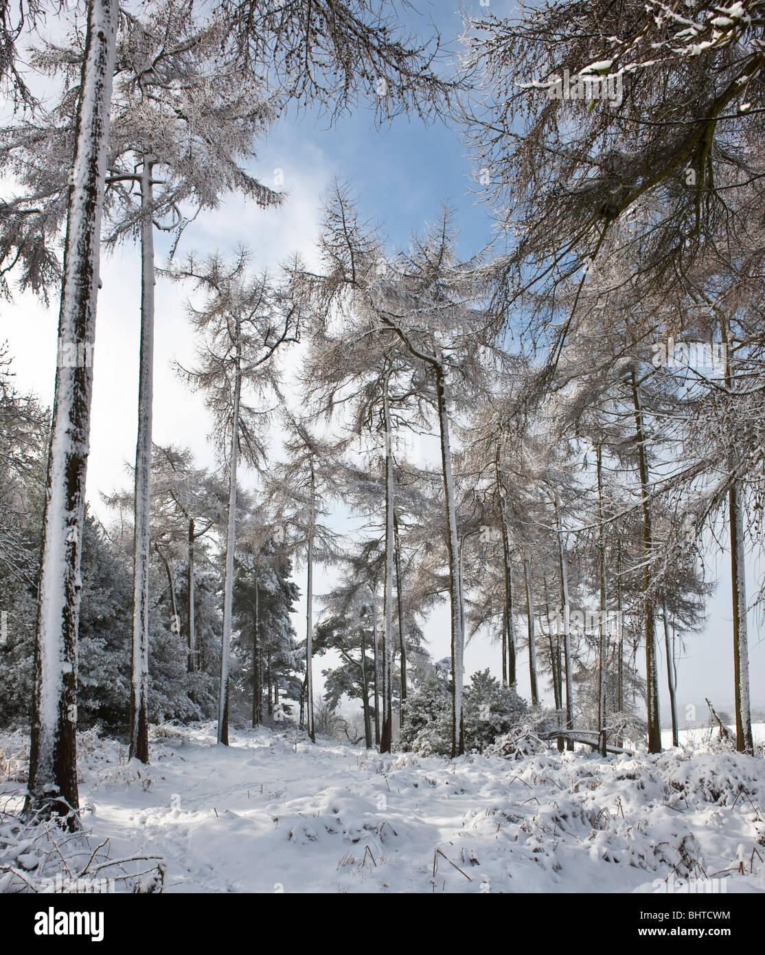 Larch trees in snow Stock Photo - Alamy