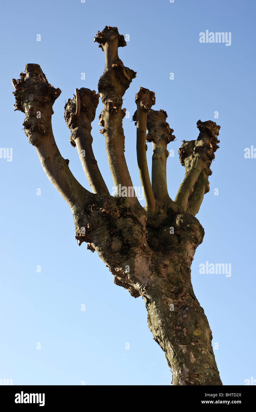 Pollarded tree hi-res stock photography and images - Alamy