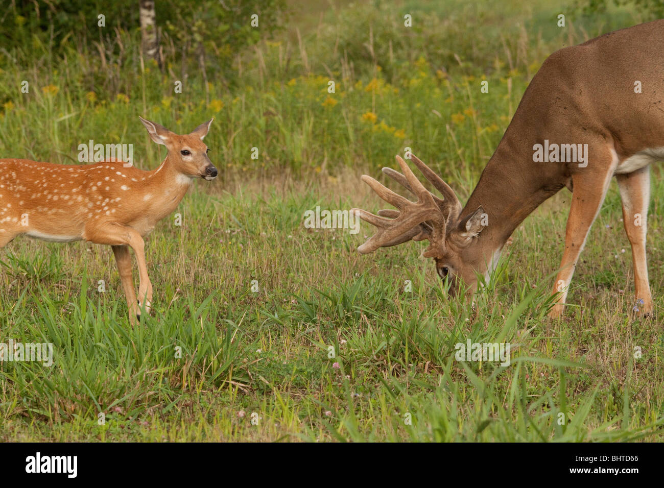 White-tailed buck with a fawn Stock Photo - Alamy