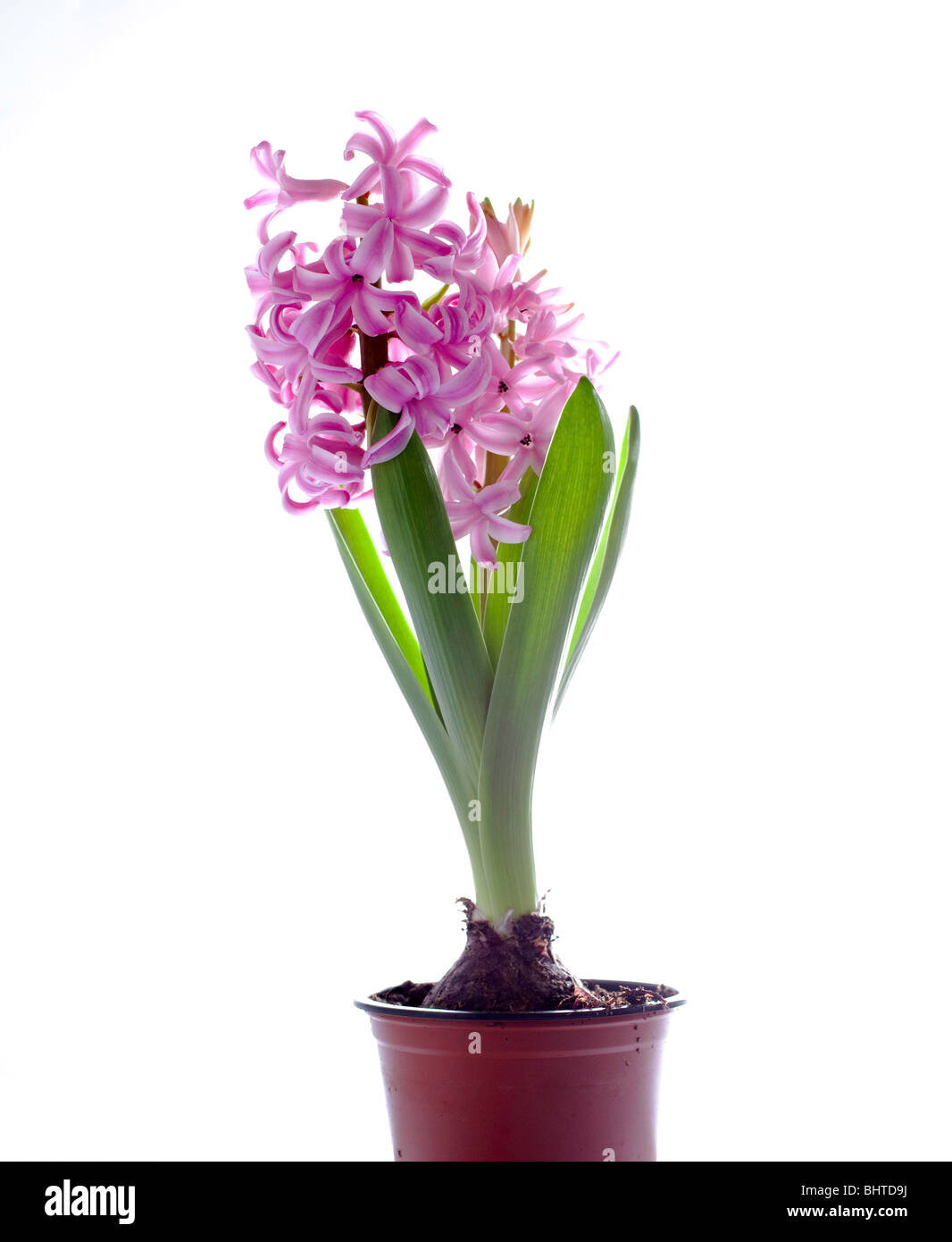 hyacinth pink pearl hyacinthus orientalis cultivar Stock Photo - Alamy