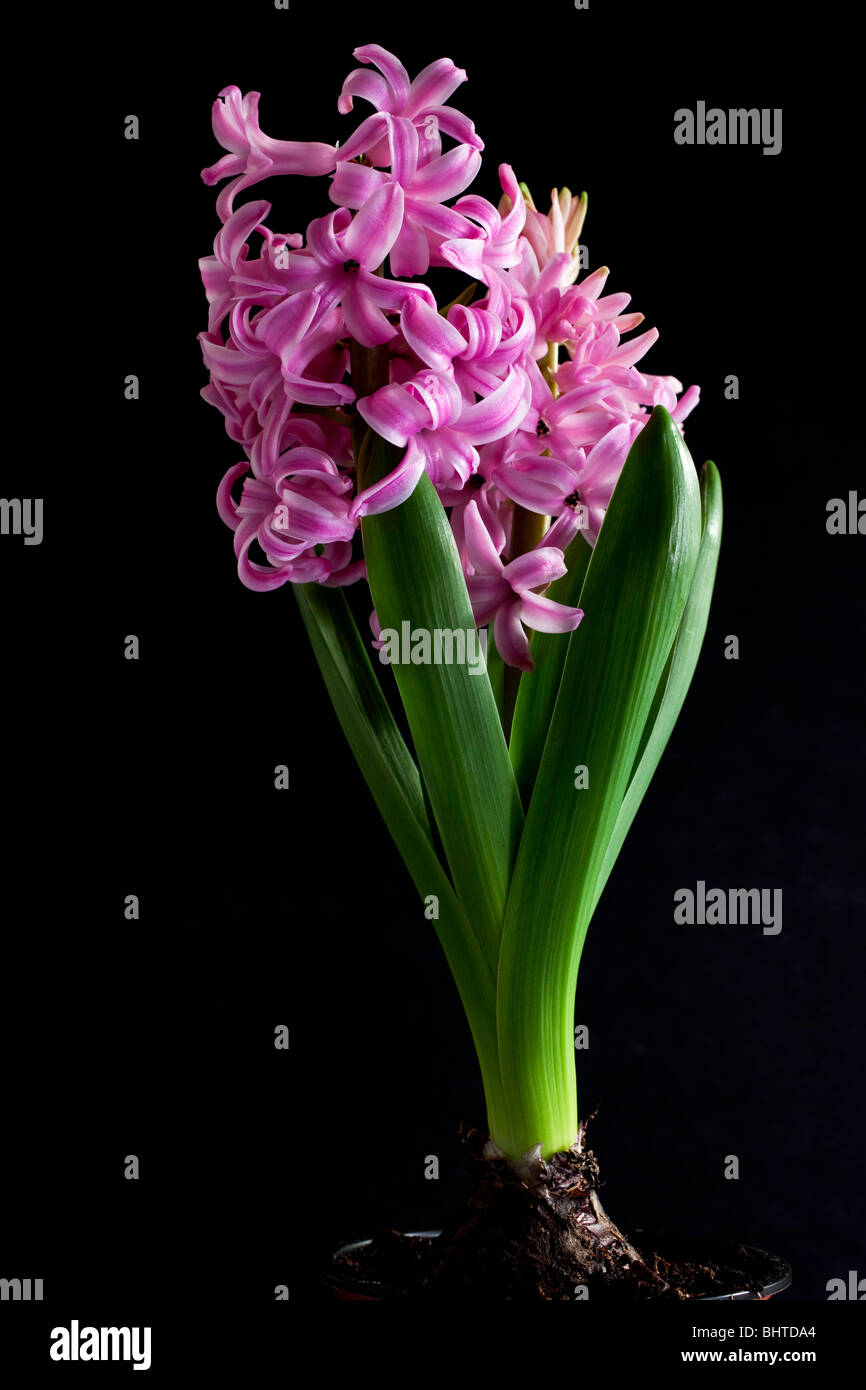 hyacinth pink pearl hyacinthus orientalis cultivar Stock Photo - Alamy