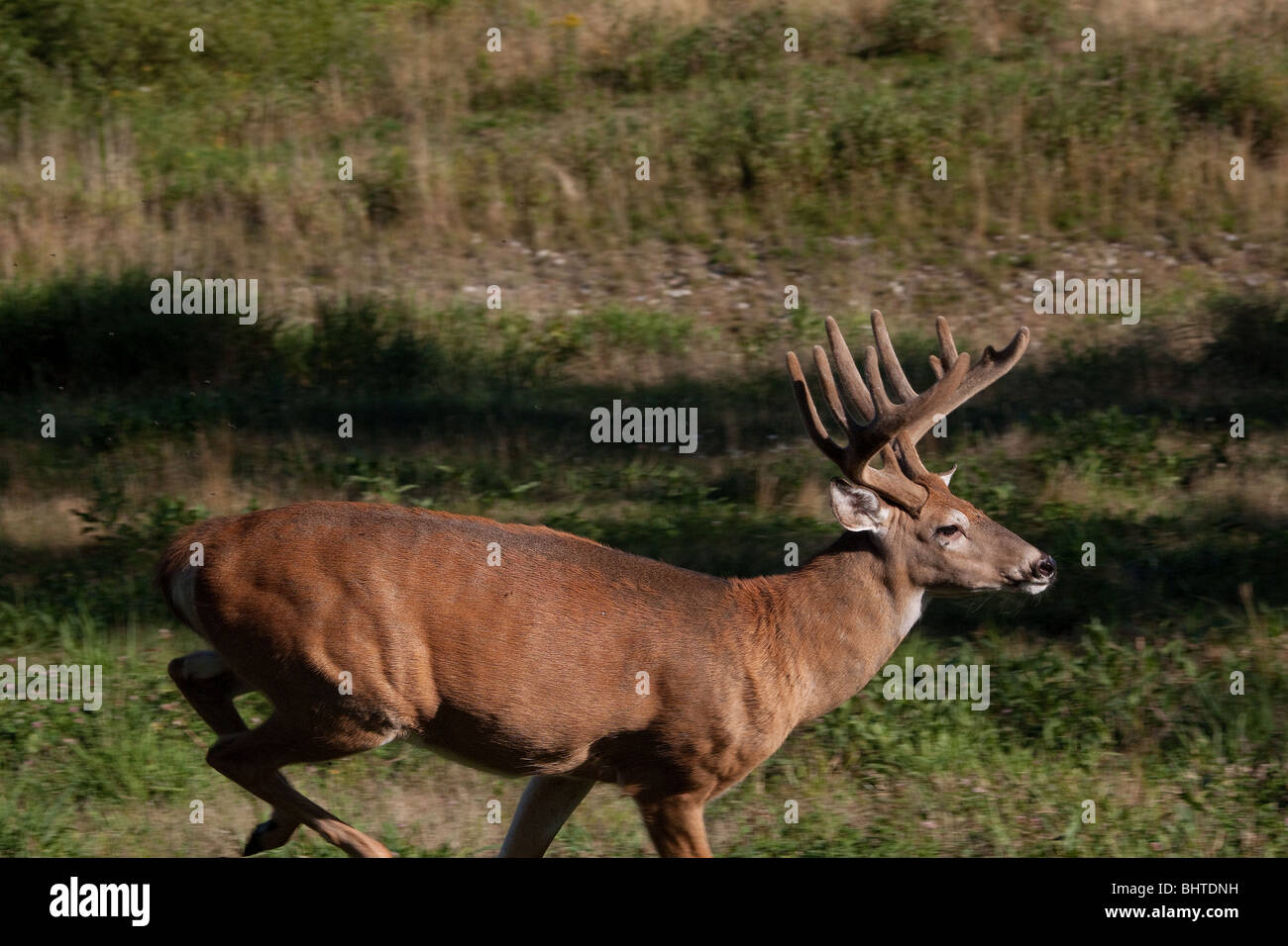 White-tailed buck in velvet Stock Photo - Alamy