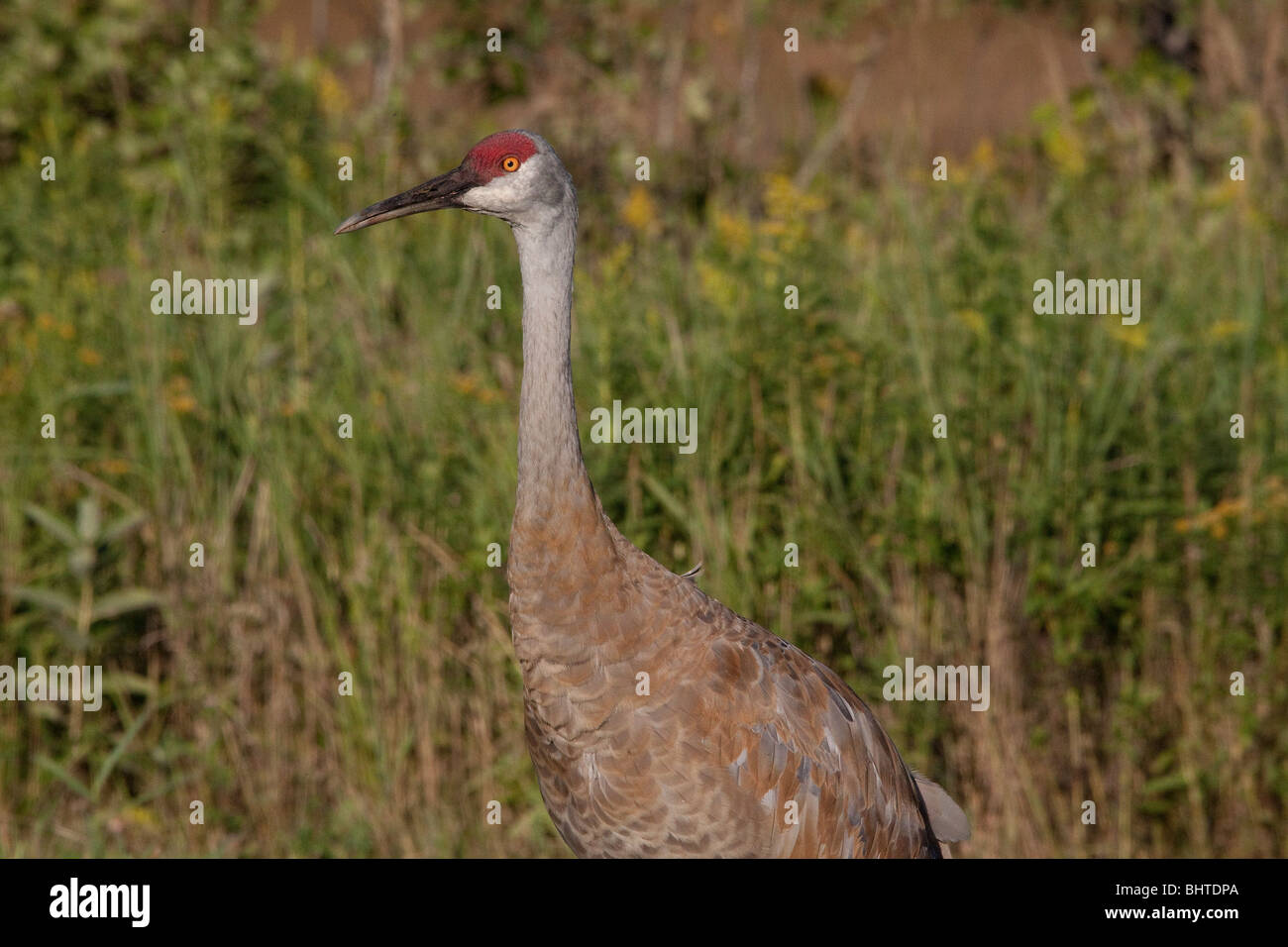 Corn crane hi-res stock photography and images - Alamy