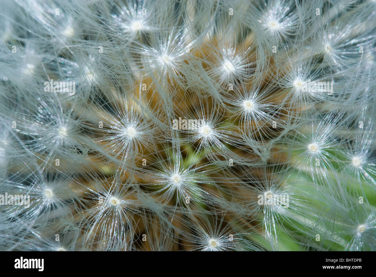 Close-up of a dandelion. Seed detail visible Stock Photo - Alamy