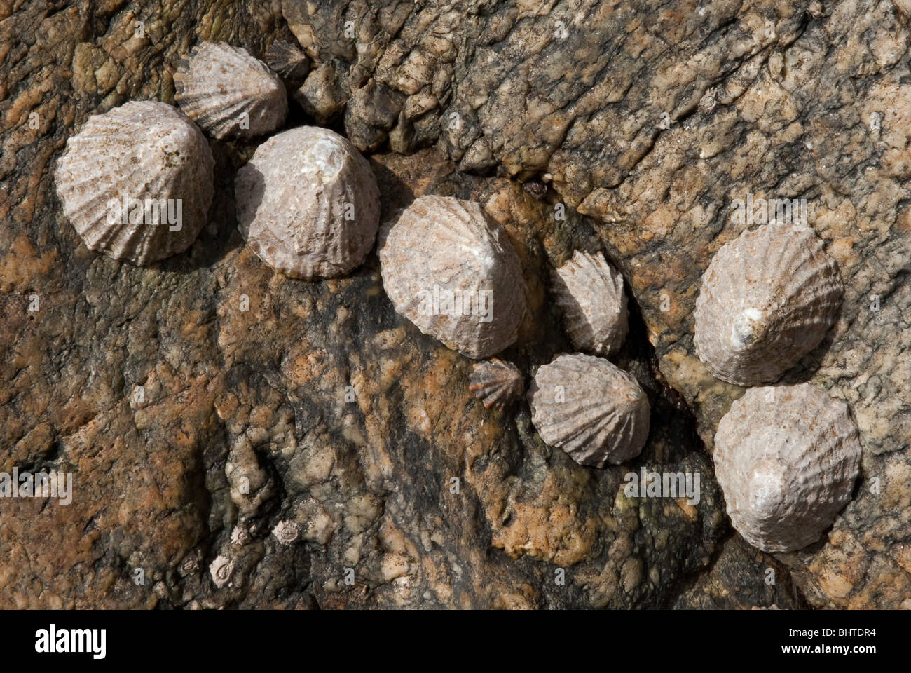 Limpets (Patella vulgaris) attached to a rock Stock Photo - Alamy