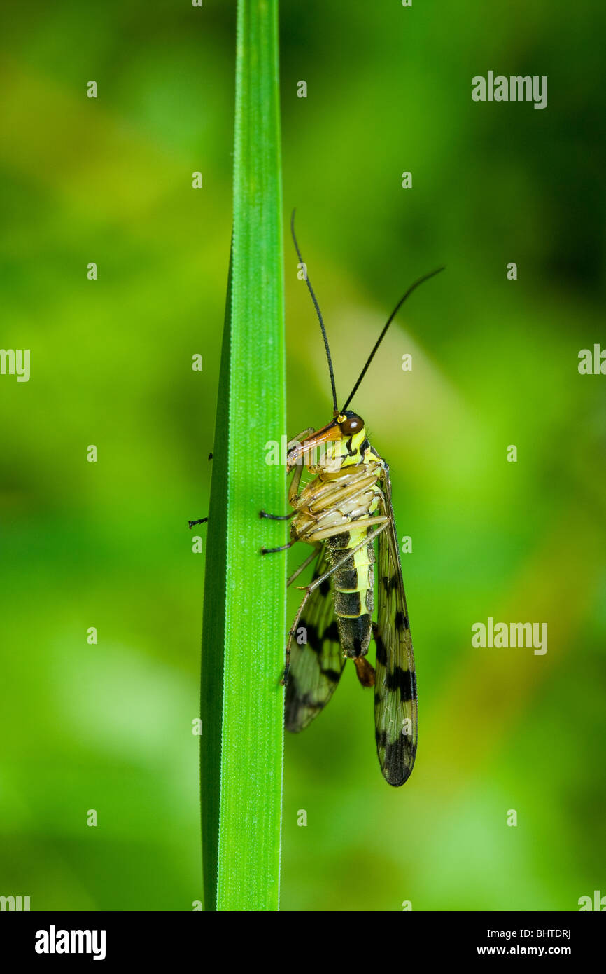 Walking wasp hi-res stock photography and images - Alamy