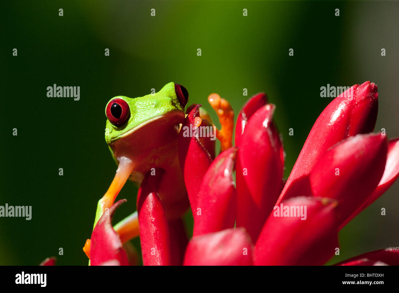 Red-eyed Tree frog, Costa Rica Stock Photo - Alamy
