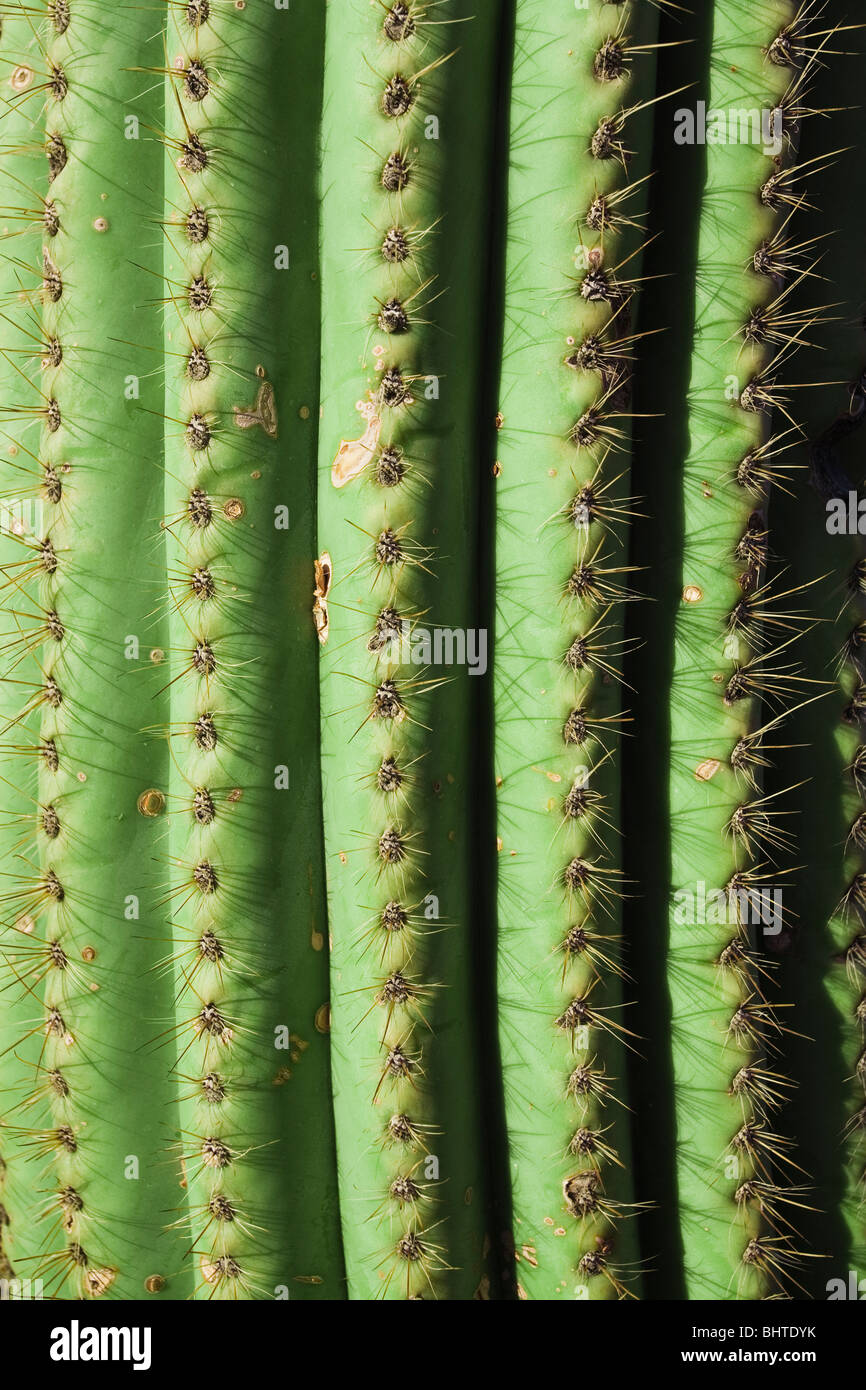Close up of Giant Saguaro cactus, Carnegiea gigantea, at Saguaro ...