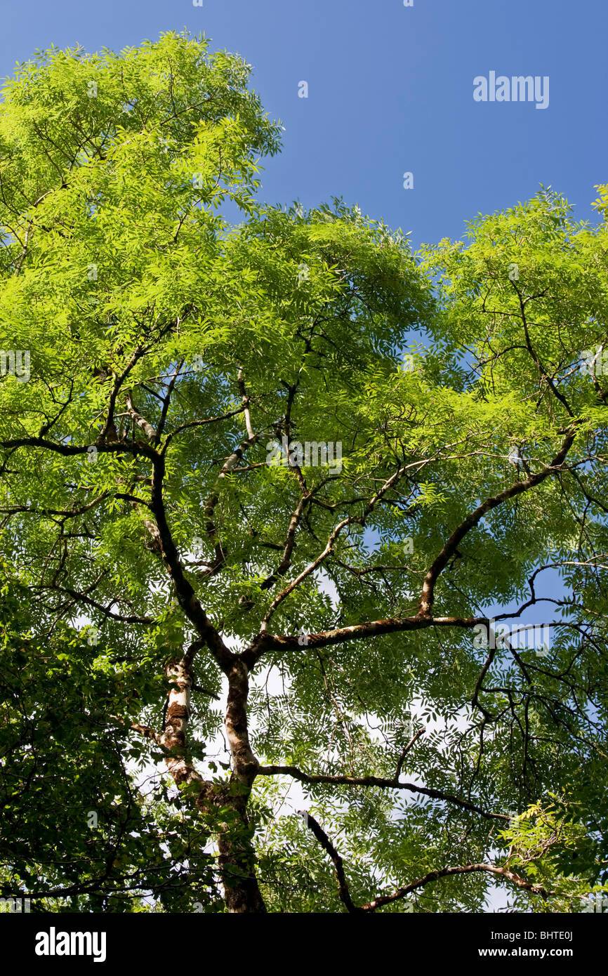 Banagher glen county derry hi-res stock photography and images - Alamy