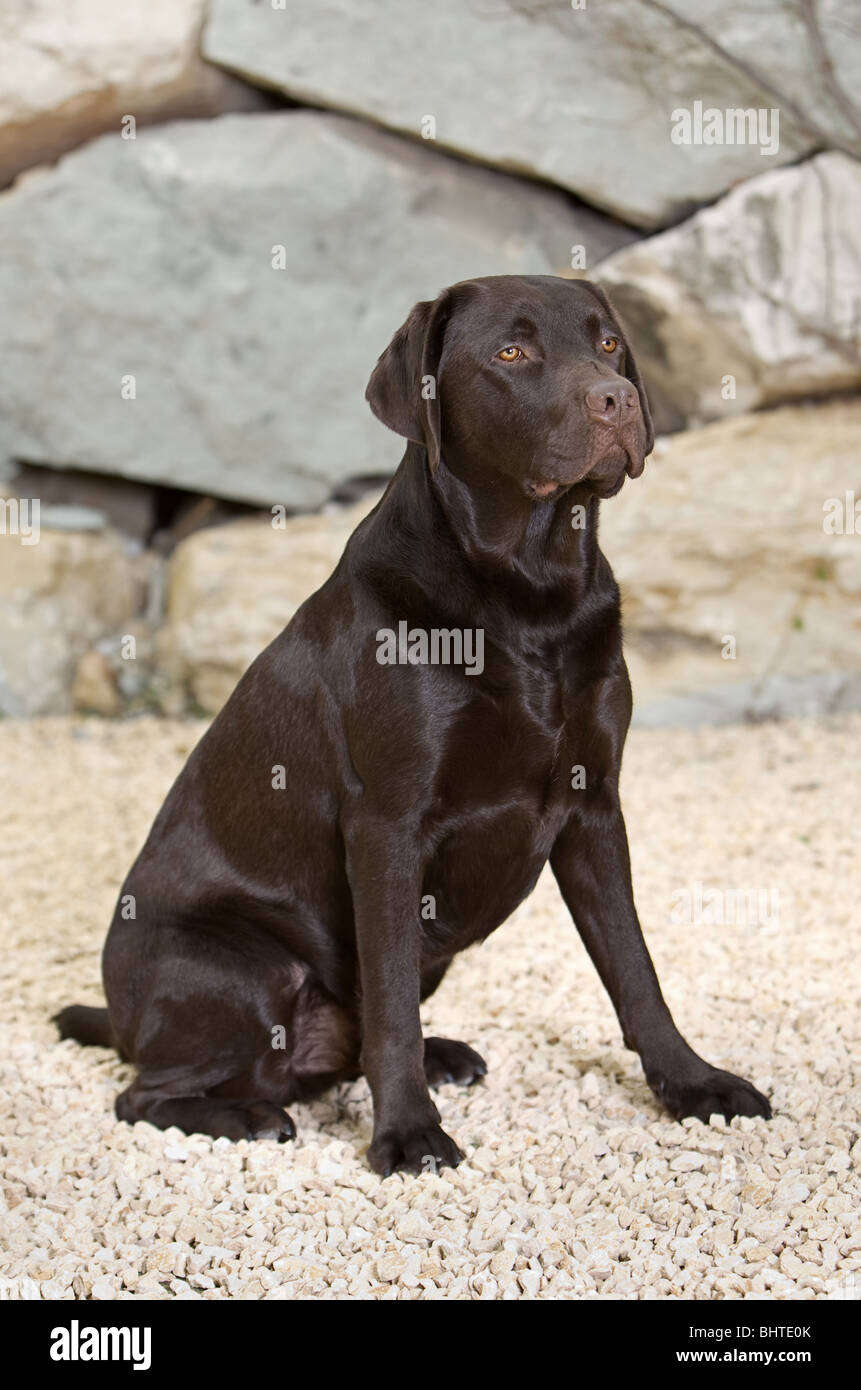 Large male chocolate lab hi-res stock photography and images - Alamy