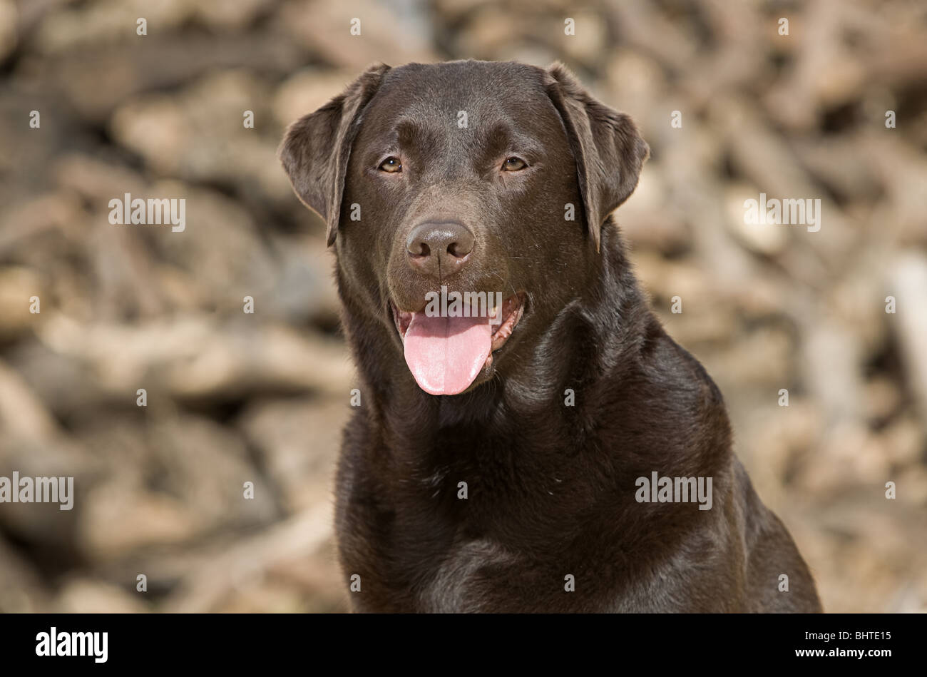 Shot of a Handsome and Happy Chocolate Labrador Stock Photo - Alamy