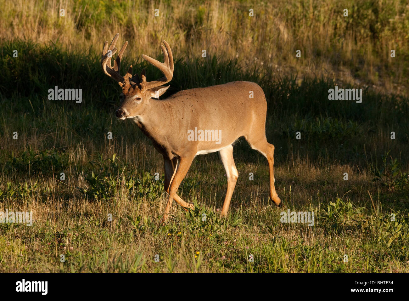 Deer stand food plot hi-res stock photography and images - Alamy
