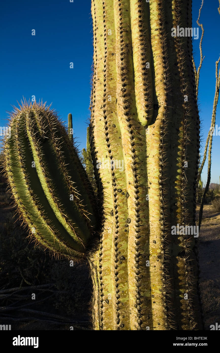 Close up of Giant Saguaro cactus, Carnegiea gigantea, at Saguaro ...