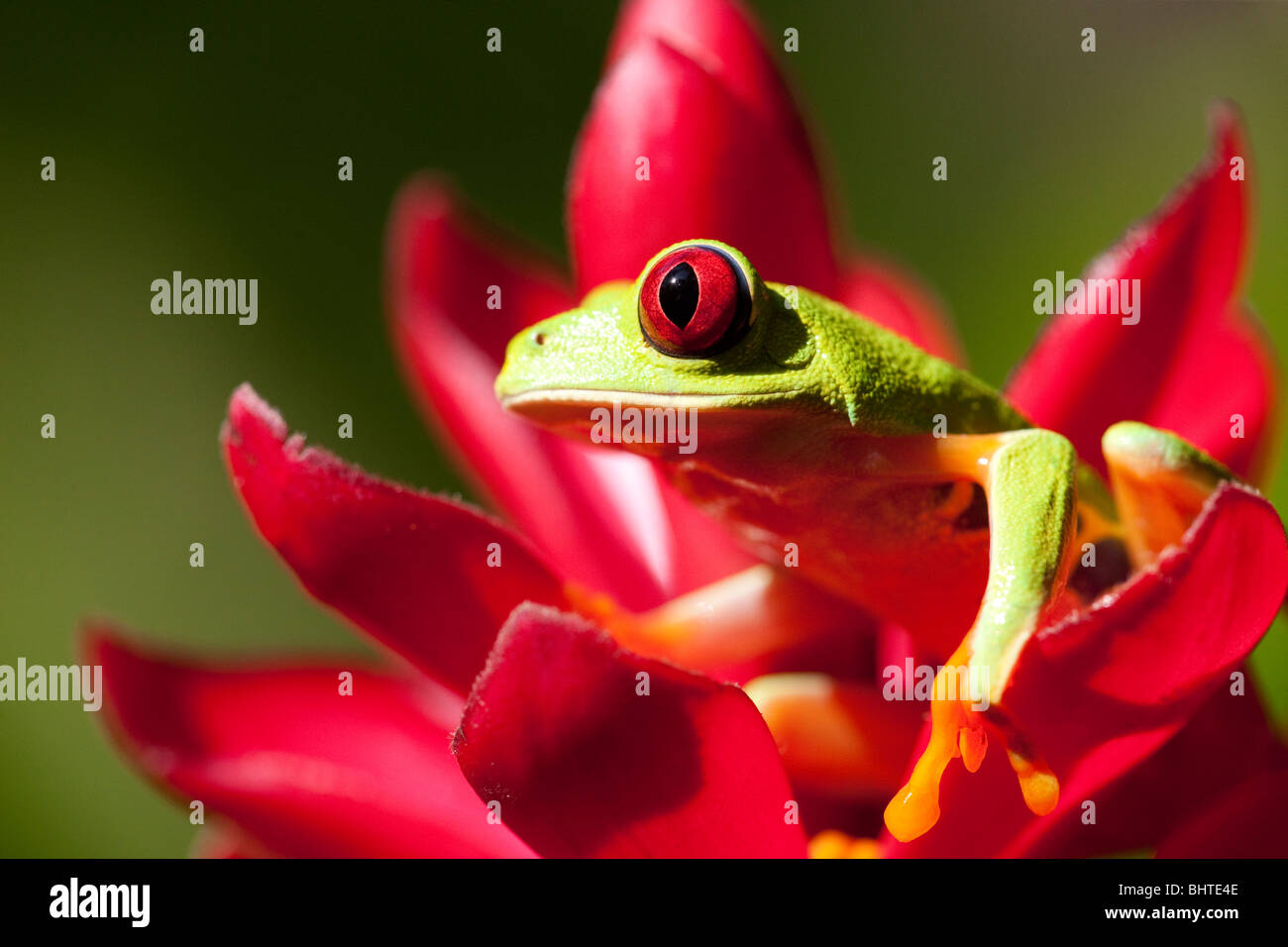 Red-eyed Tree frog, Costa Rica Stock Photo - Alamy