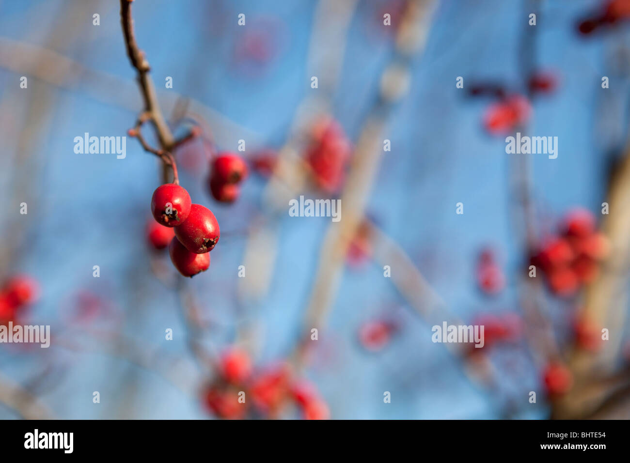 Wild winter berries growing on tree hi-res stock photography and images ...
