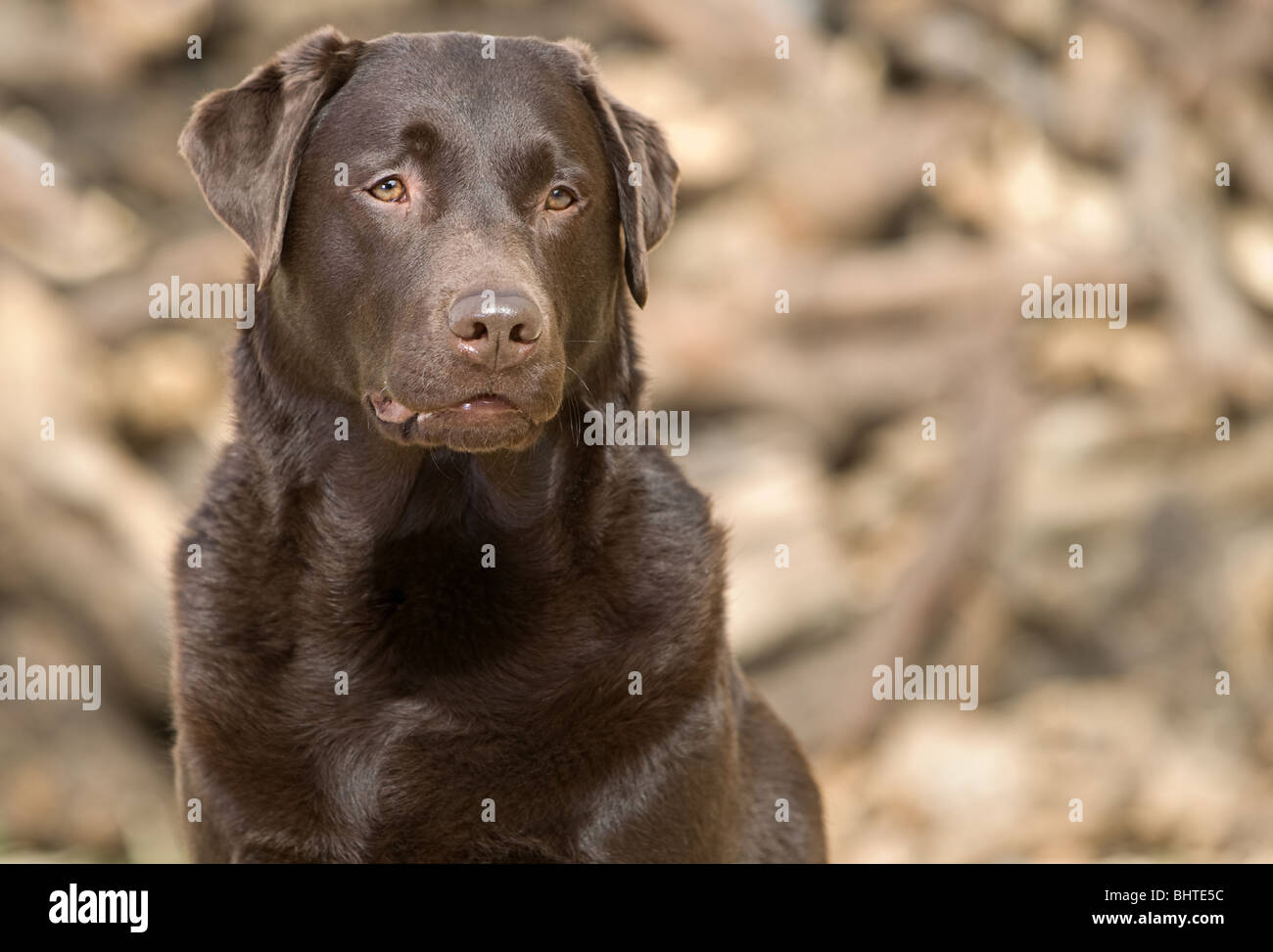 Large male chocolate lab hi-res stock photography and images - Alamy