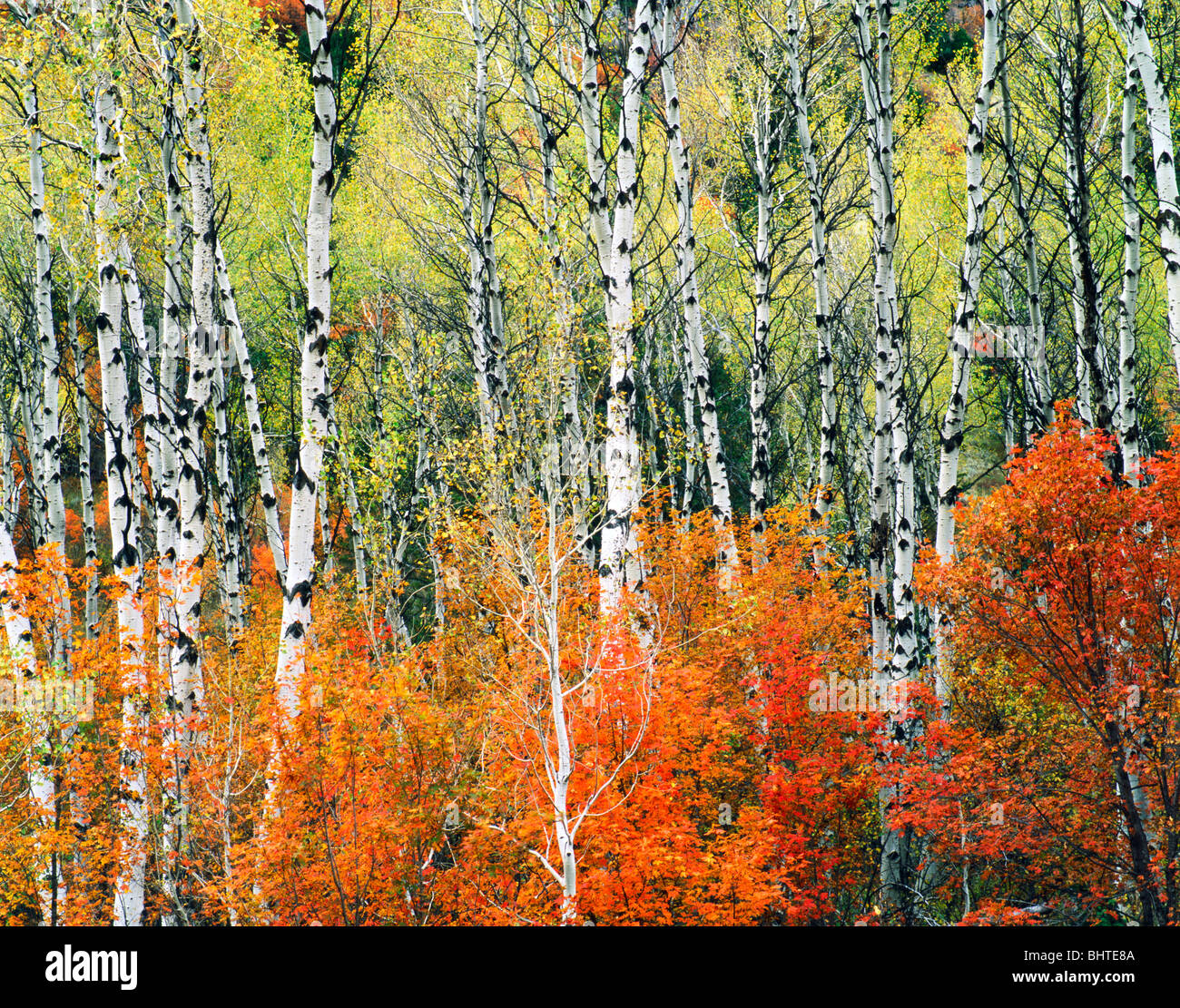 Aspen trunks and maples hi-res stock photography and images - Alamy