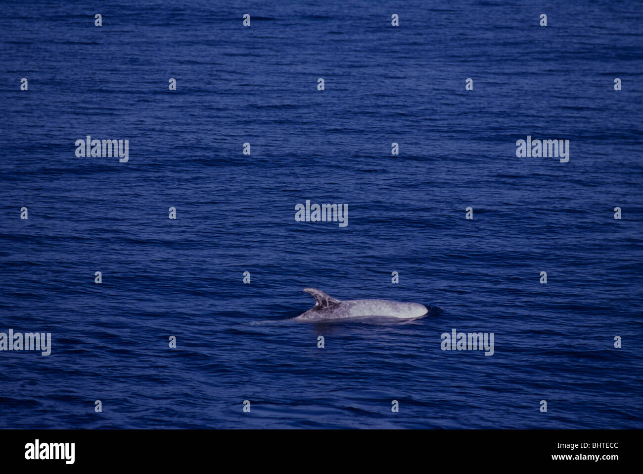 RISSO'S DOLPHIN, AZORES, PORTUGAL Stock Photo - Alamy