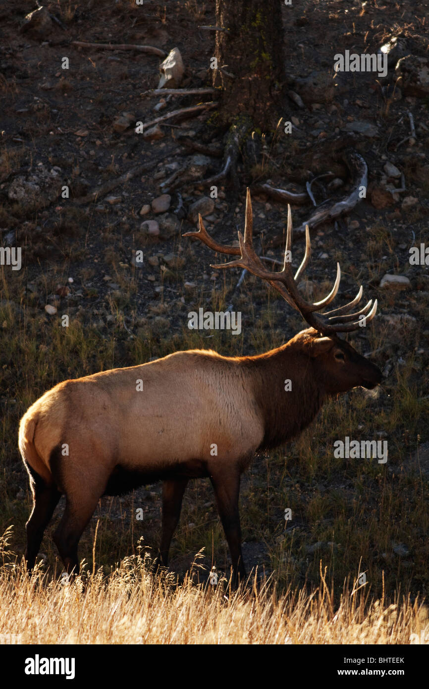 Bull elk (wapiti Stock Photo - Alamy