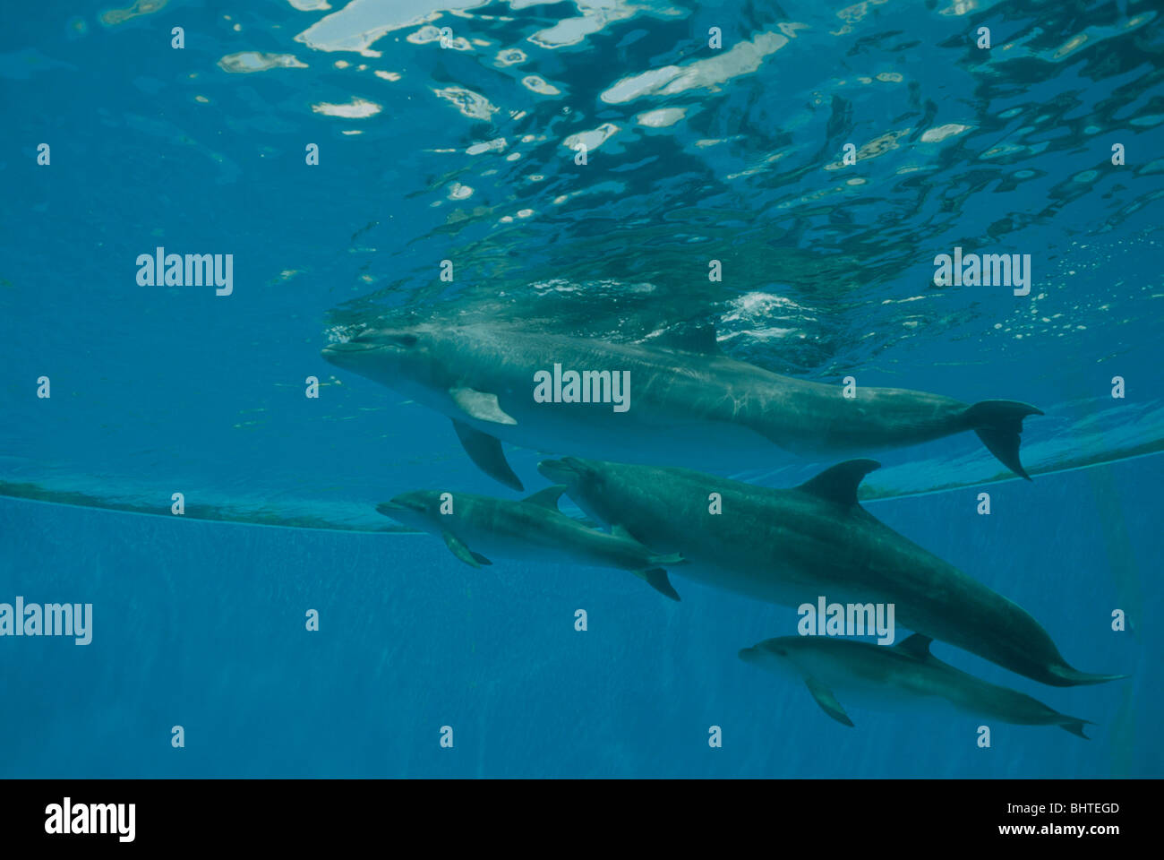 BOTTLENOSE DOLPHIN FAMILY Stock Photo - Alamy