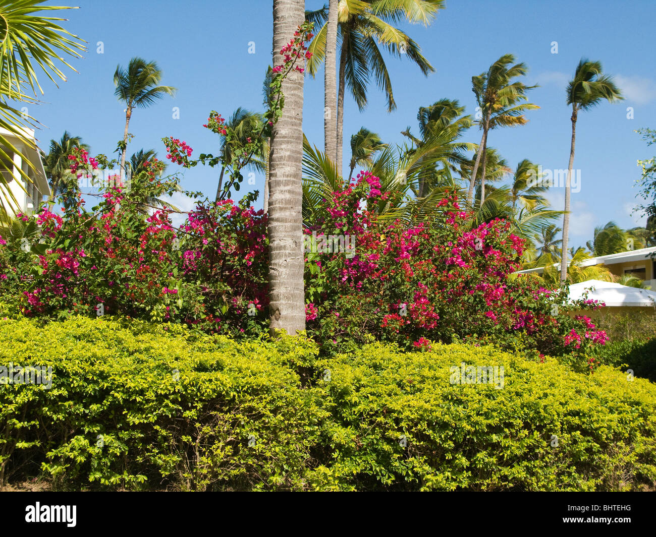 Exotic plant hi-res stock photography and images - Alamy