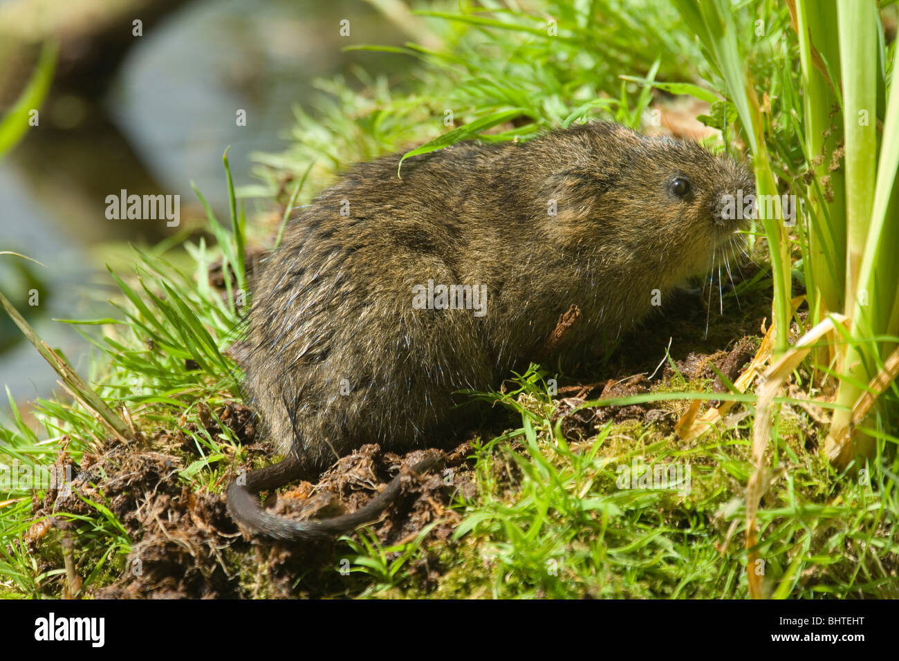 Water Vole (Arvicola amphibius). Digging on bank side Stock Photo - Alamy