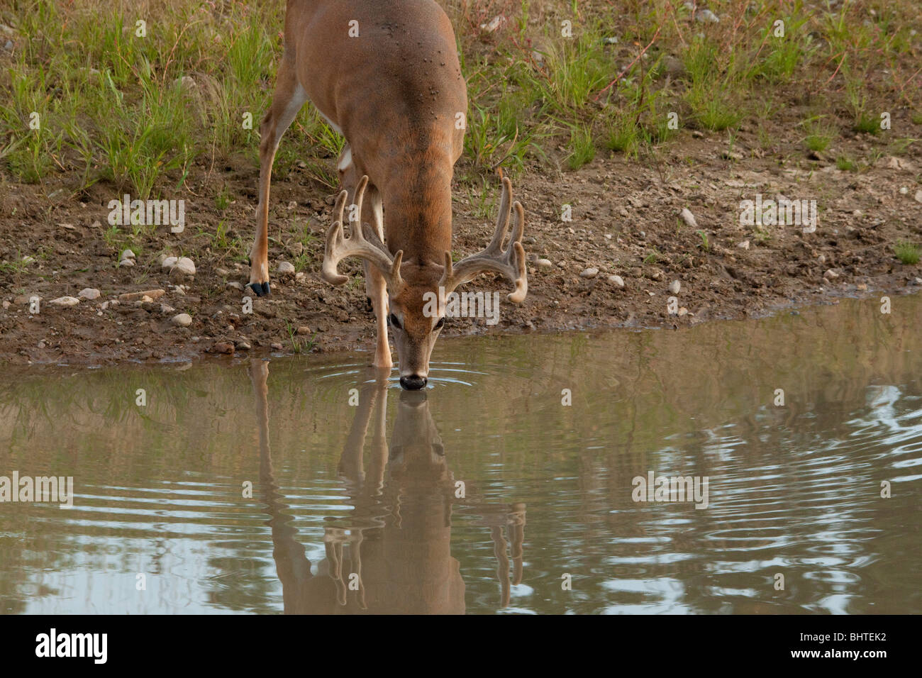 Deer drinking stream hi-res stock photography and images - Alamy