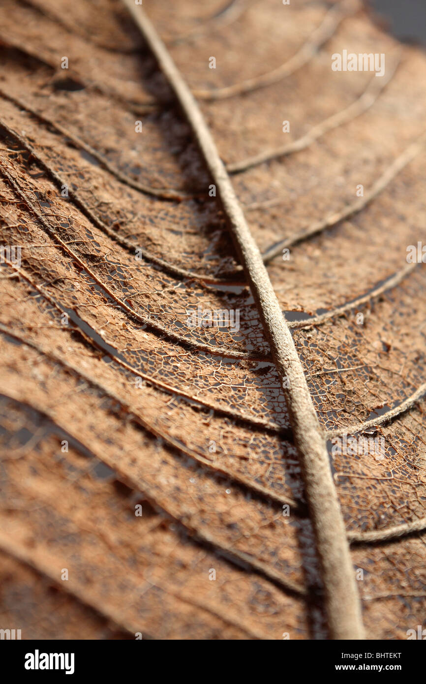 Dead leaves studio image Stock Photo - Alamy