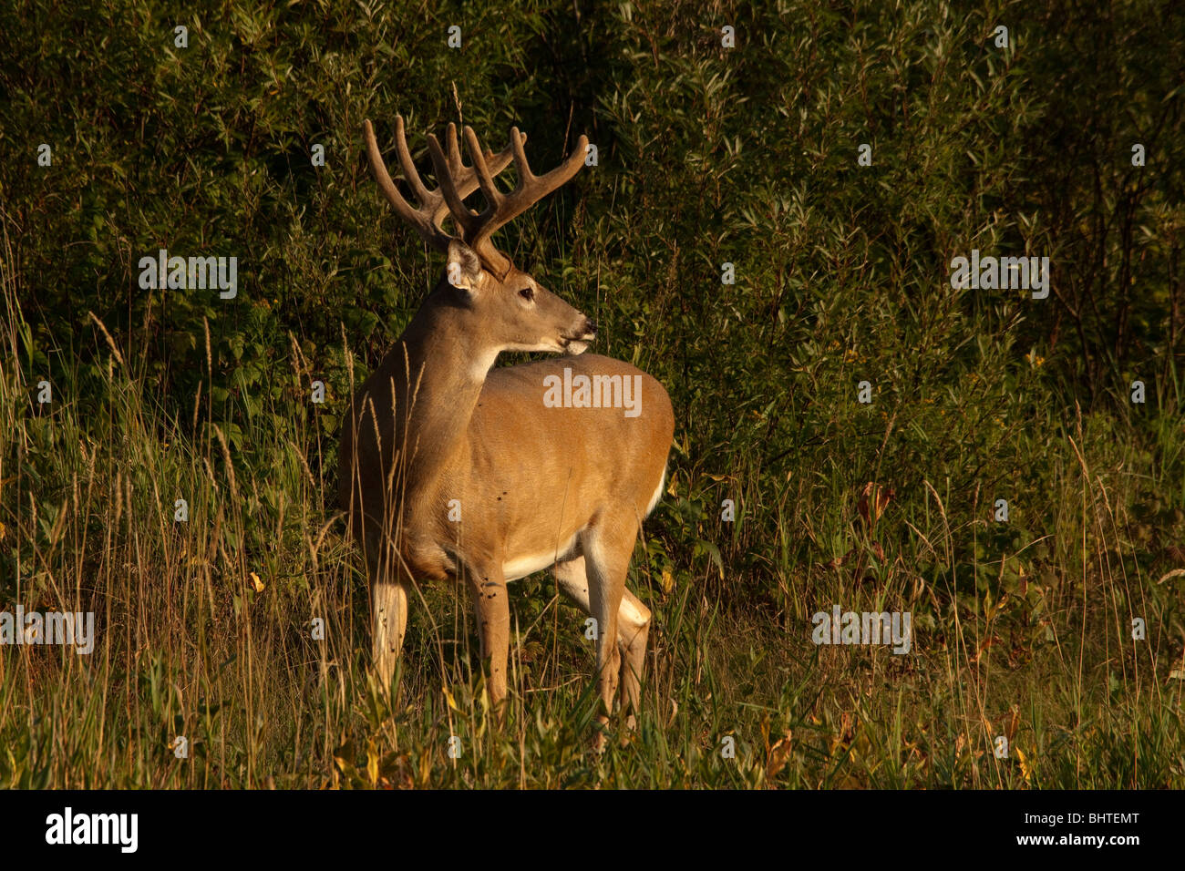 White-tailed buck in fall Stock Photo - Alamy