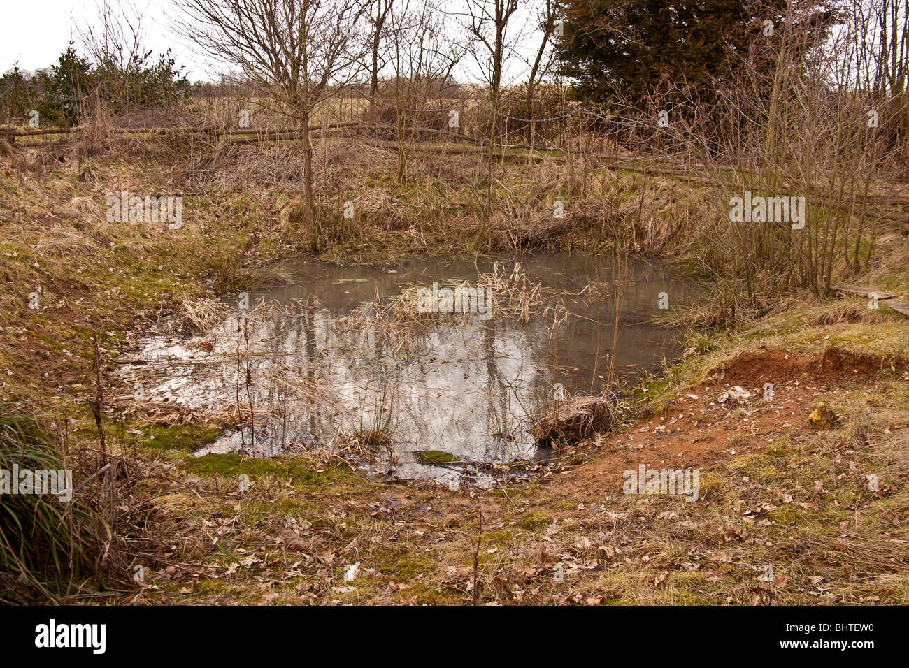 Wildlife pond Hampshire England Stock Photo - Alamy
