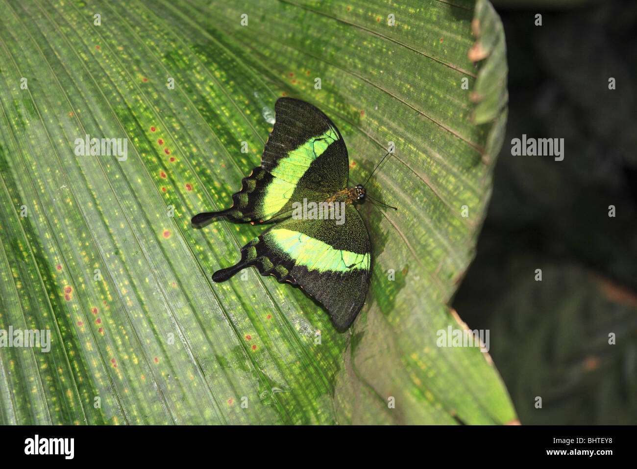 Green-banded swallowtail Butterfly papilio palinurus on leaf Stock ...