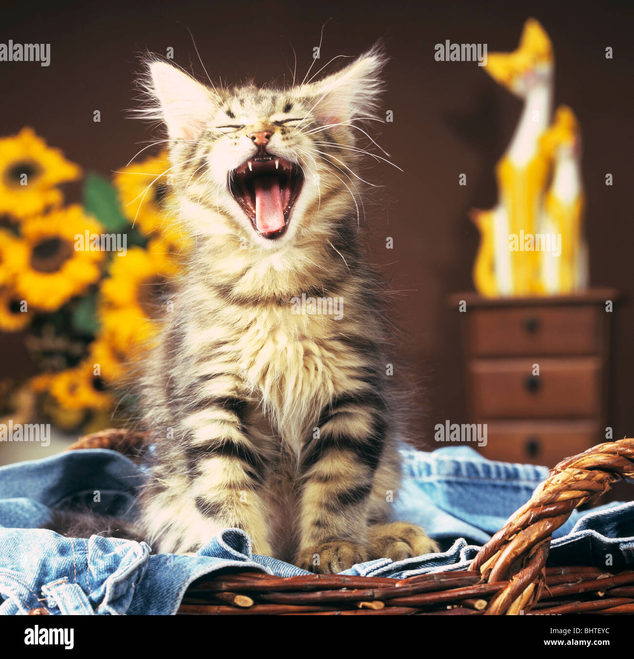 young Maine Coon cat - yawning Stock Photo - Alamy