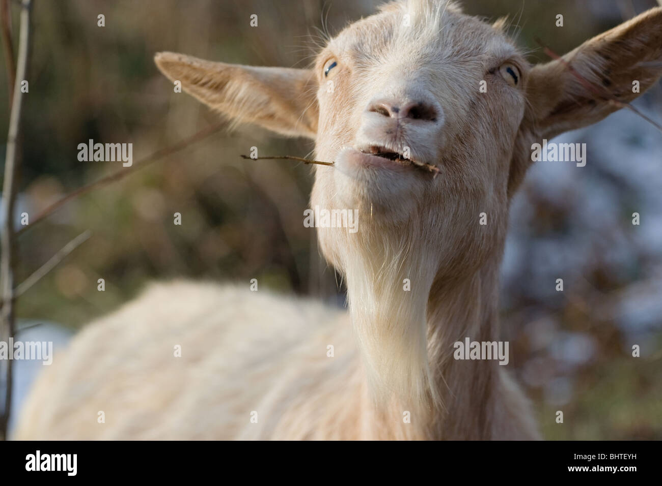 Goat browsing on the bushes in a garden Stock Photo - Alamy
