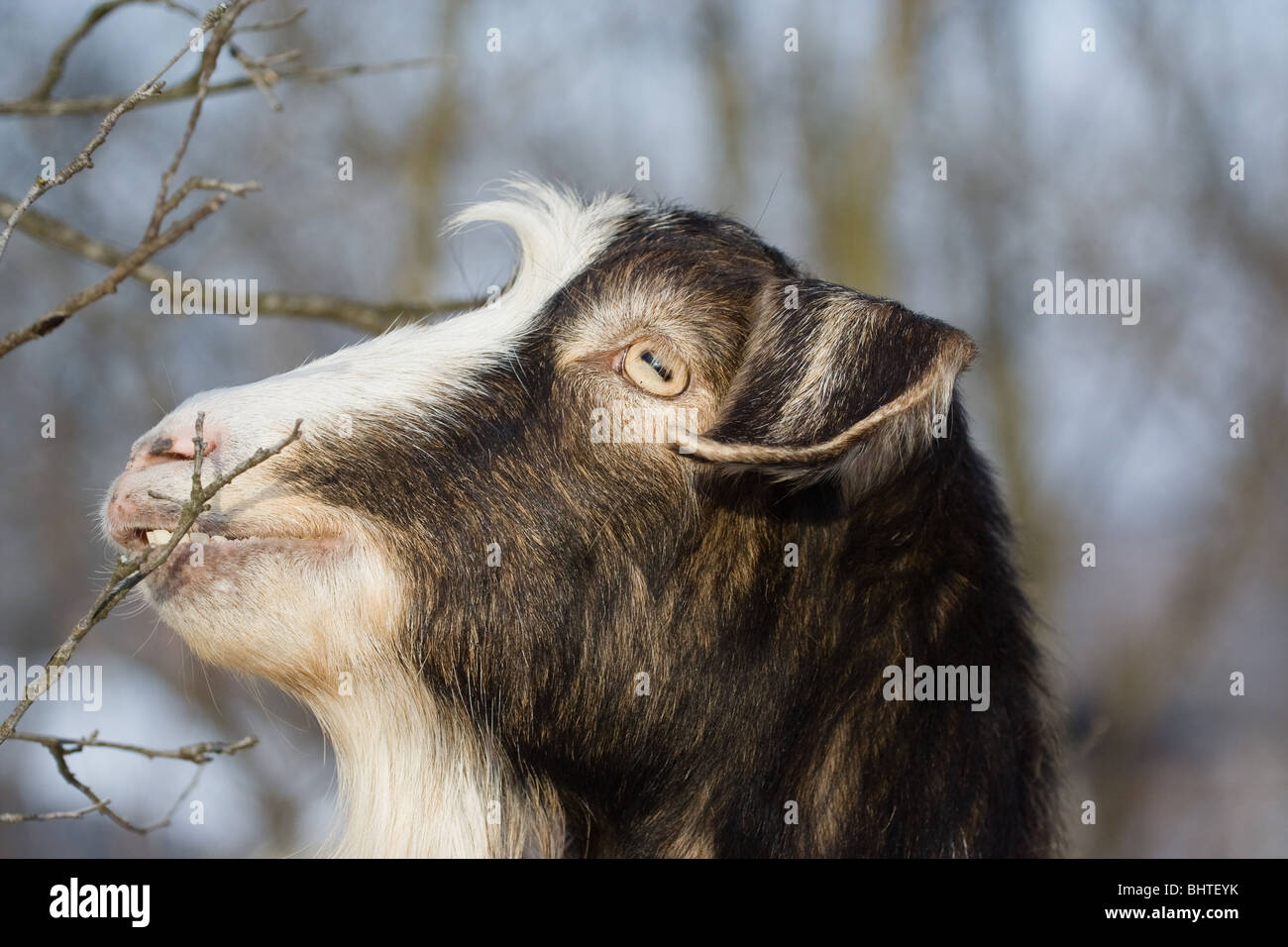 Goat browsing hi-res stock photography and images - Alamy