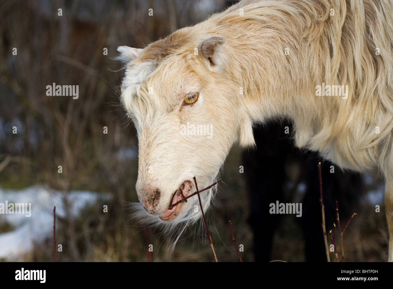 Goat browsing hi-res stock photography and images - Alamy