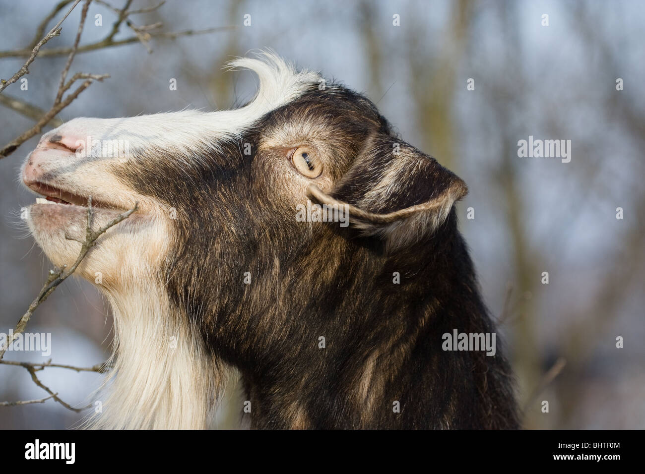 Goat browsing hi-res stock photography and images - Alamy