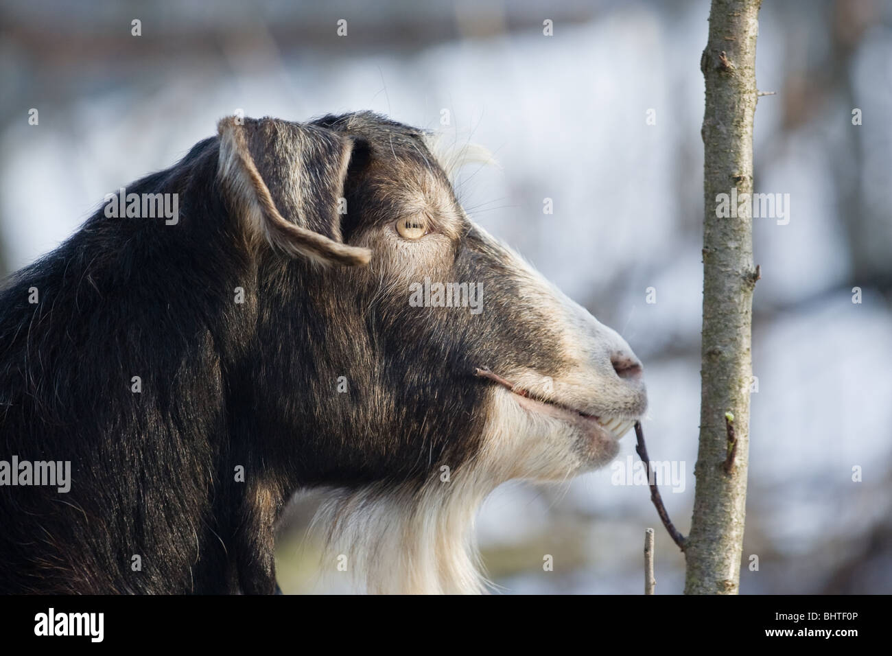 Goat browsing hi-res stock photography and images - Alamy
