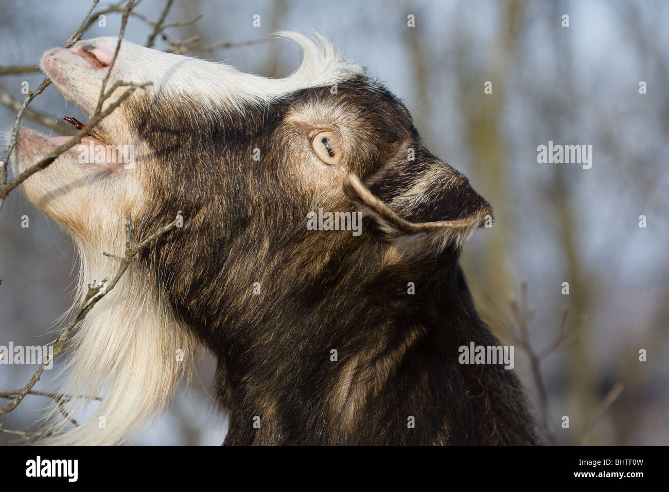Goat browsing on the bushes in a garden Stock Photo - Alamy