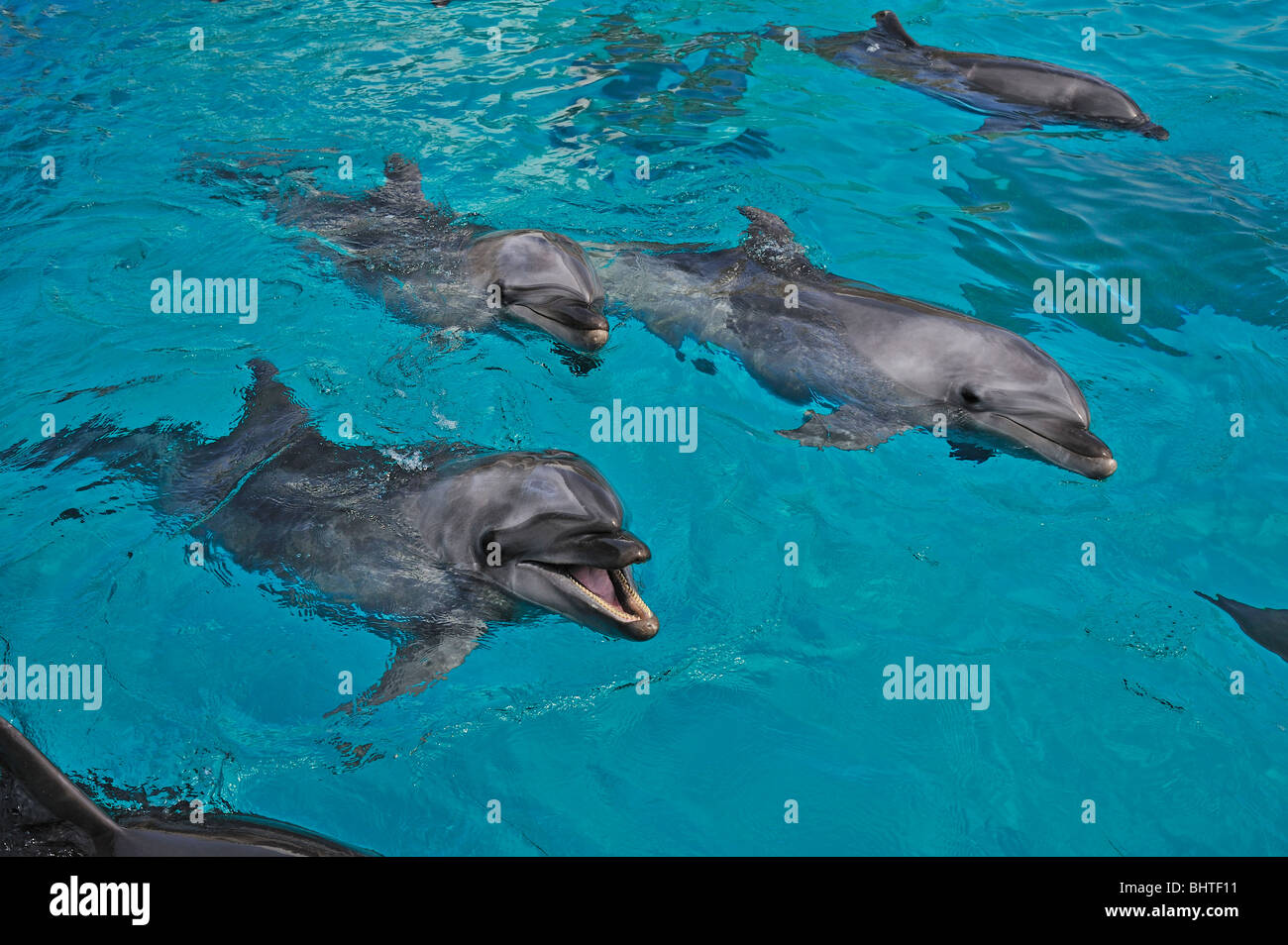 Bottlenose dolphin water colour blue hi-res stock photography and ...