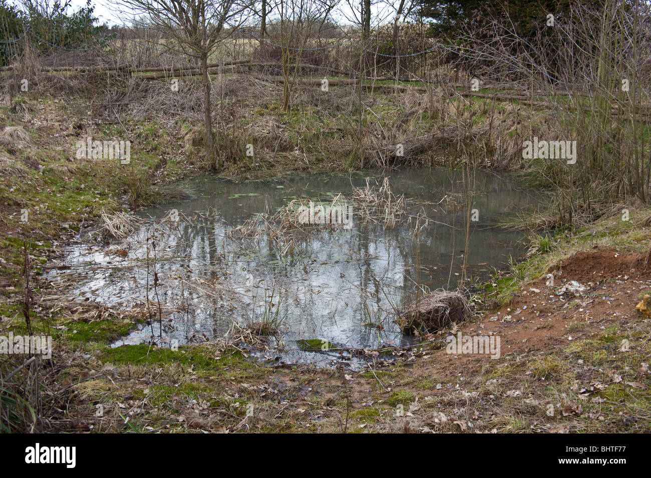 Wildlife pond plants hi-res stock photography and images - Alamy