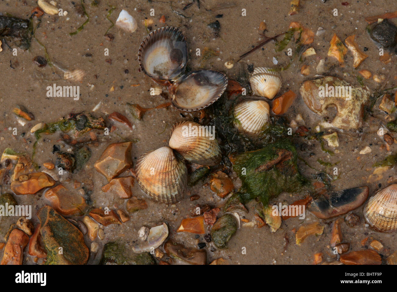 Limpet snails hi-res stock photography and images - Alamy