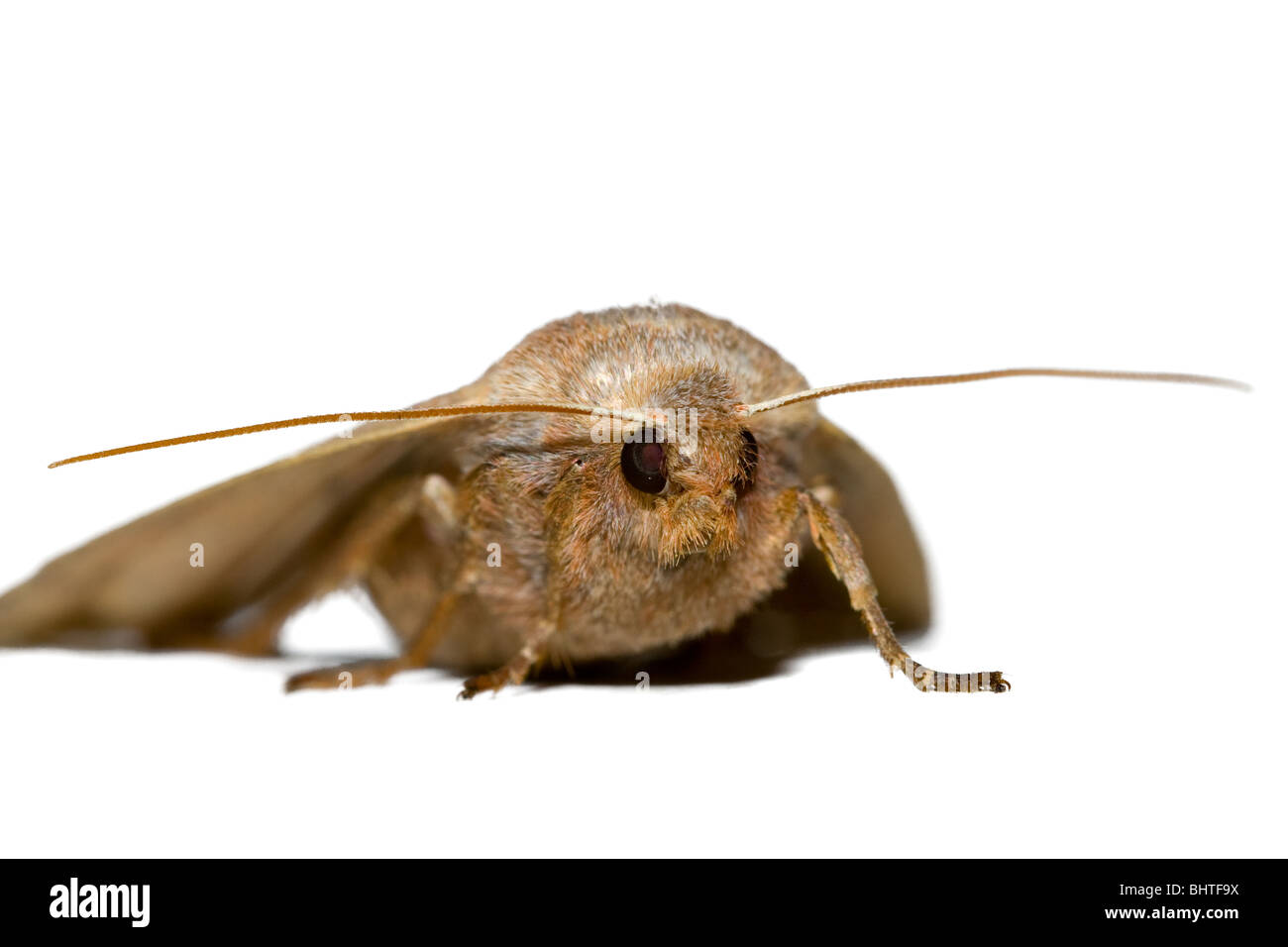 Moth isolated on white Stock Photo - Alamy