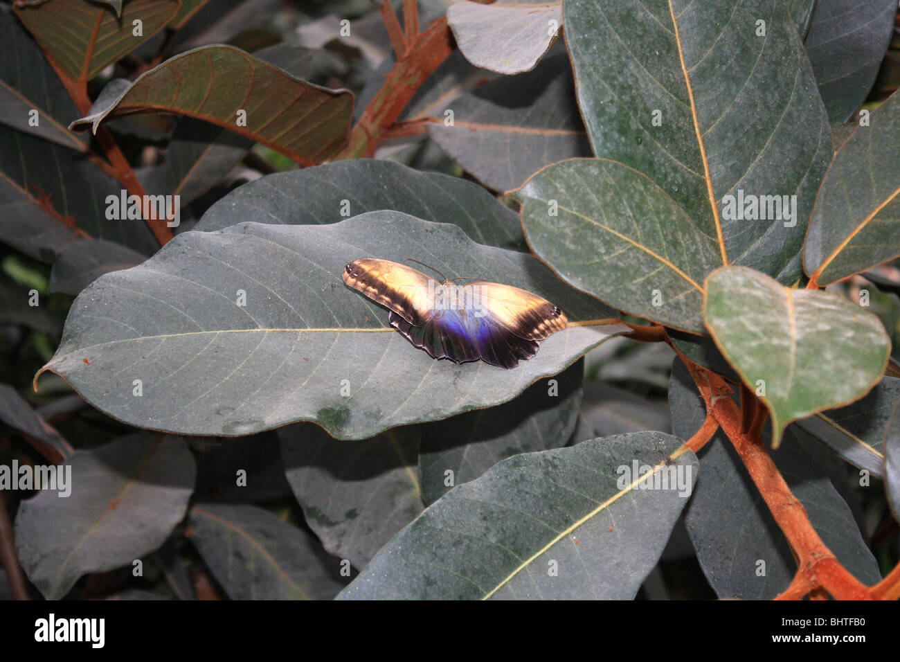 Owl Butterfly Caligo memnon on leaf with wings open Stock Photo - Alamy